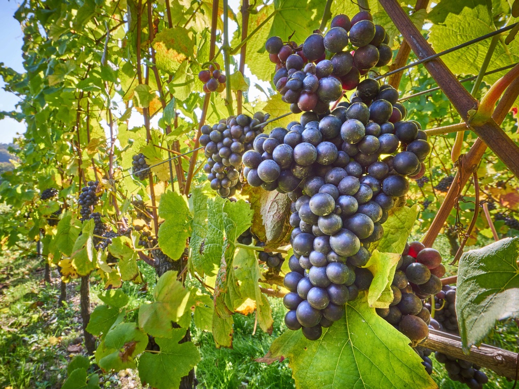 Autumn Royal Black Seedless Grapes (500gm / 1kg)_SOFO | Shopee Malaysia
