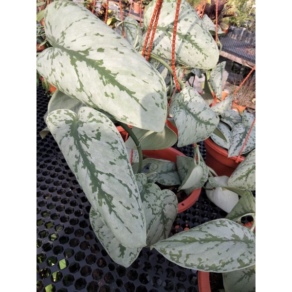 Bunga ID: SILVER SATIN ( besar ) | Shopee Malaysia