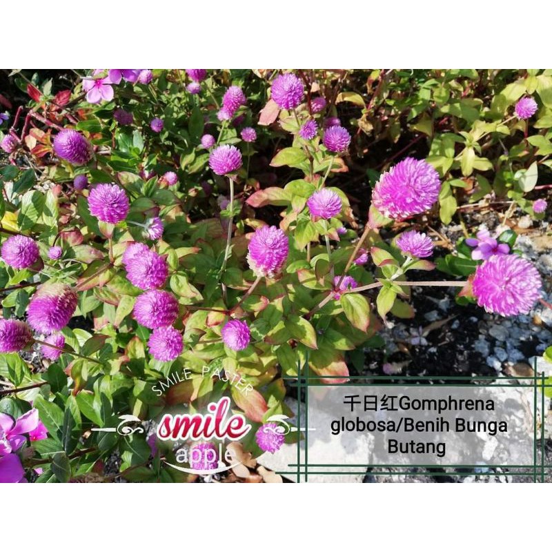Benih Bunga Butang merah千日红种子Gomphrena globosa seeds (flower:oren ...