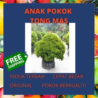 Pokok hiasan Tong Mas / Bola Emas ( banyak tanam di atas kubur ) - abby ...