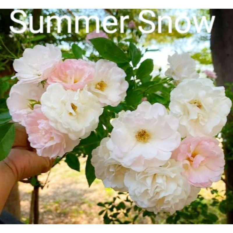 pokok bunga ros ID special, pokok ros tahan panas, English rose, ros siam ber ID, ros kampung ...