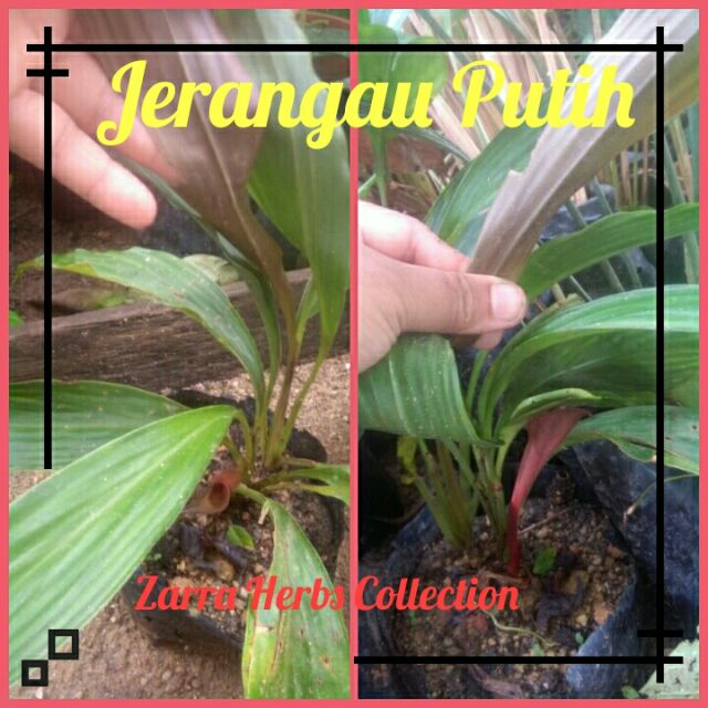 Jerangau Putih Hutan,PENGENALAN JERANGAU Keluarga: Araceae Nama Melayu ...