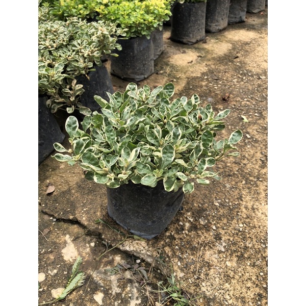 Pokok landscape ground cover 园艺围墙设计颜色搭配 / pokok pagar / outdoor plant ...