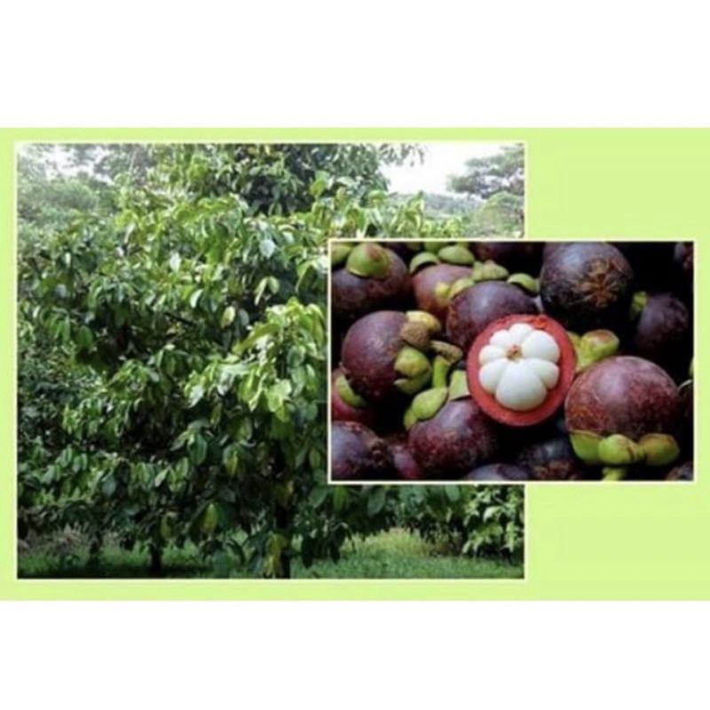 ANAK POKOK MAGGIS MESTA / MANGGIS JEPUN | Shopee Malaysia