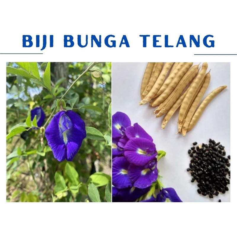 10 Biji benih BUNGA TELANG berlapis layer seeds. bunga ungu buat nasi ...