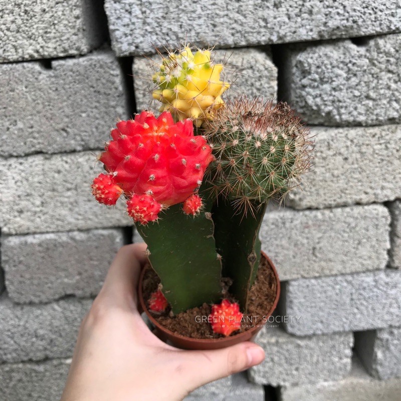 GPS Green Plant Society live cactus 3 IN 1 colourful cactus 三组合仙人掌 ...