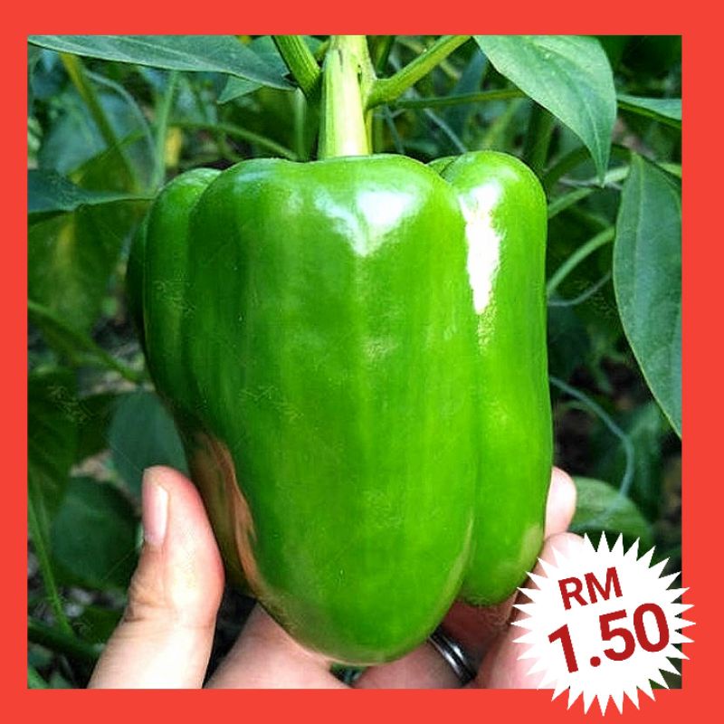 C4 Biji Benih Lada Manis Hijau (60+/-)/ Capsicum / Sweet Chili pepper ...