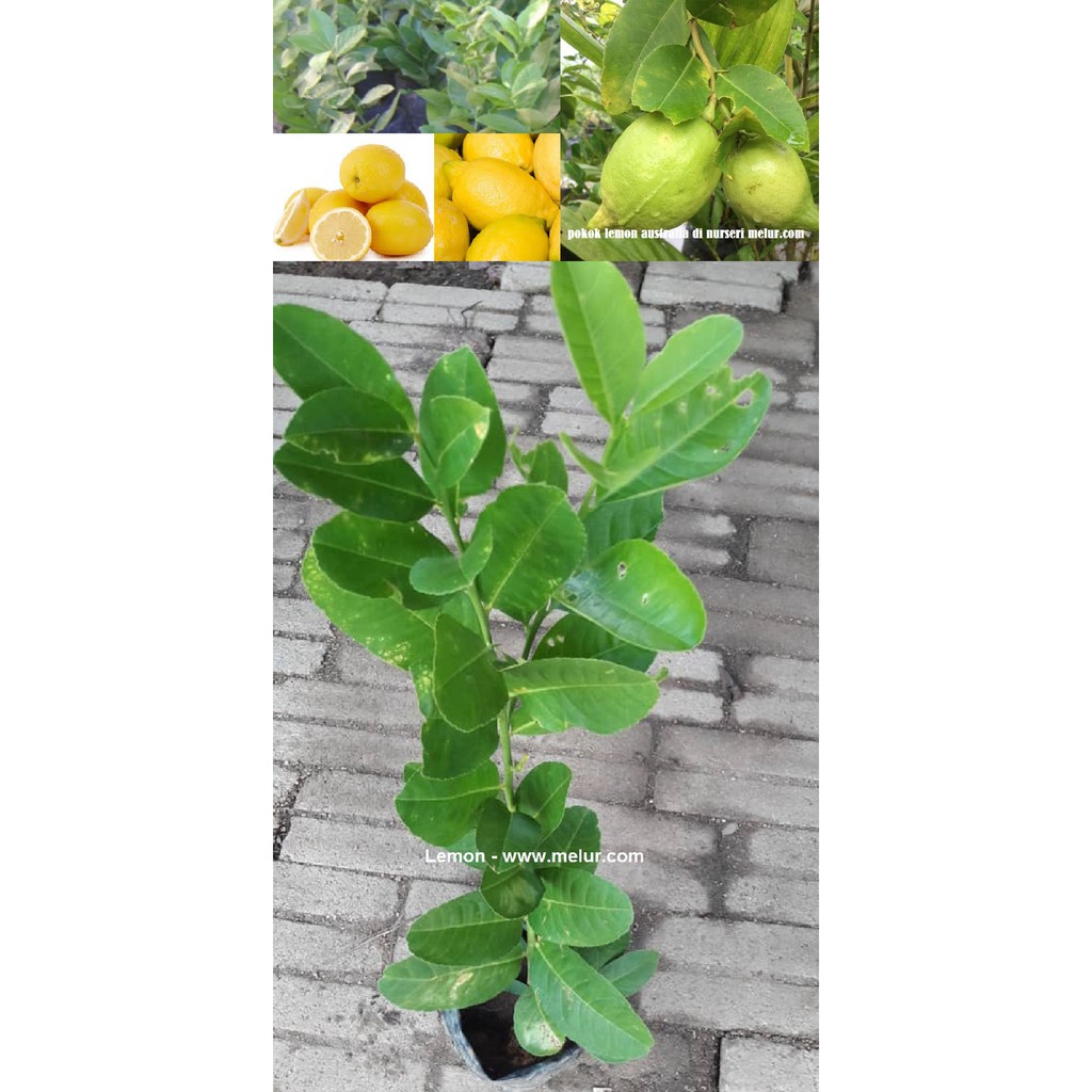 MM- Anak Pokok Lemon / Lemon kuning / Pokok Kahwin / Lemon cepat ...