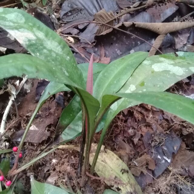 Pokok kacip Fatimah 4 pokok +free(sedekah) 1pokok =5pokok | Shopee Malaysia