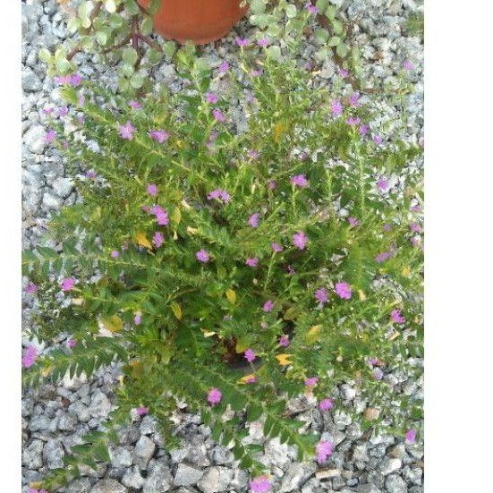 Chupea hyssopifolis - Pokok bunga purple renek (mexican heather ...