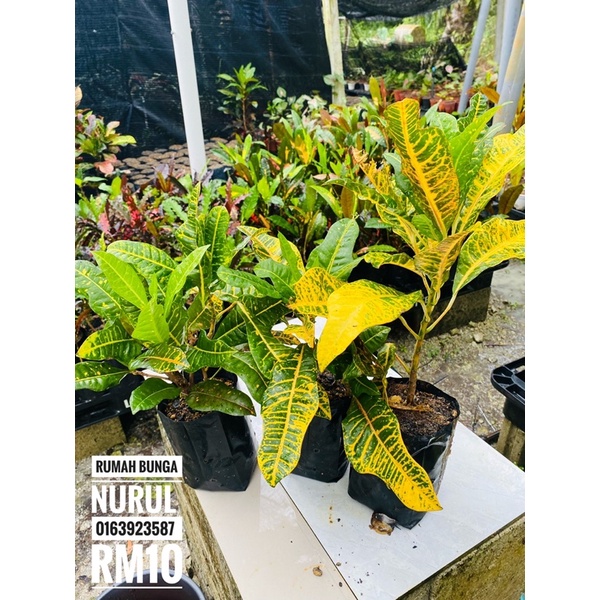 ANAK POKOK PUDING CROTON BATIK KUNING RARE | Shopee Malaysia