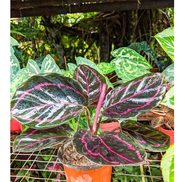 Bunga Calathea/Ready Stock/Live Plant/Calathea | Shopee Malaysia