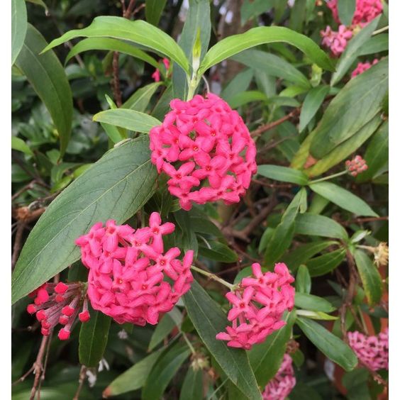 Rondeletia Leucophylia Panama Rose real live outdoor indoor plant 巴拿馬玫瑰 ...