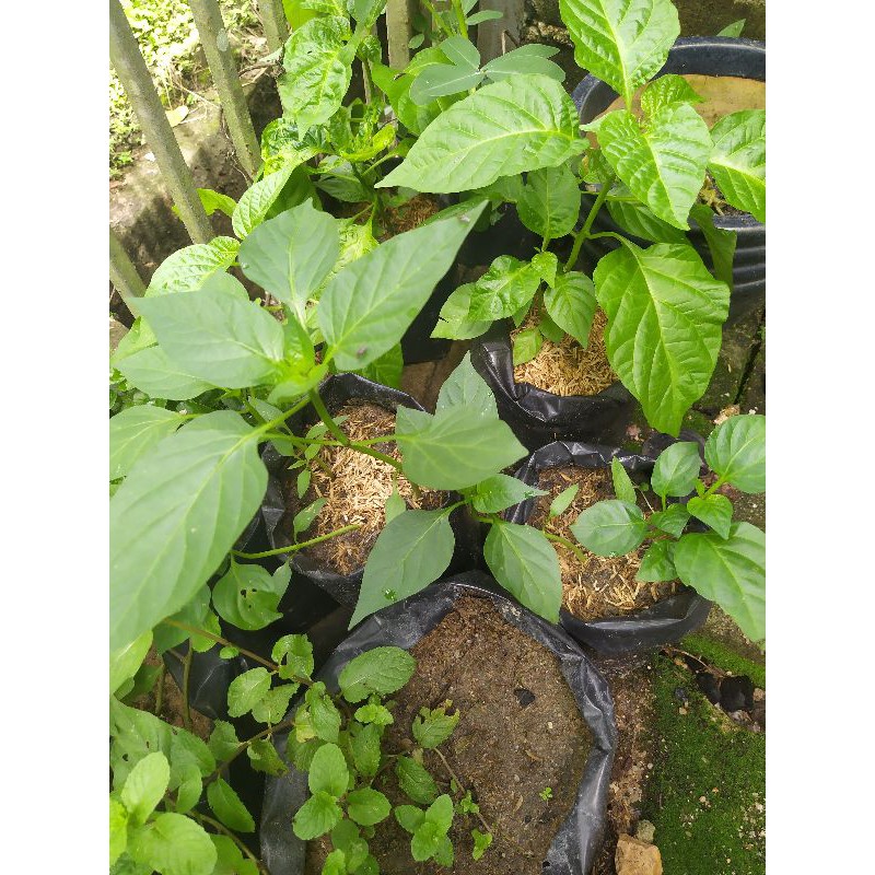 Anak lada serawak buah bunga | Shopee Malaysia