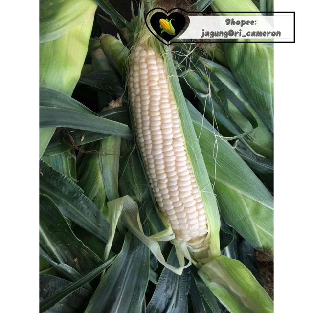 Jagung Susu Cameron Highlands ! 👍🏻 100% SWEET!!😋100% Juicy!!🌽 | Shopee ...