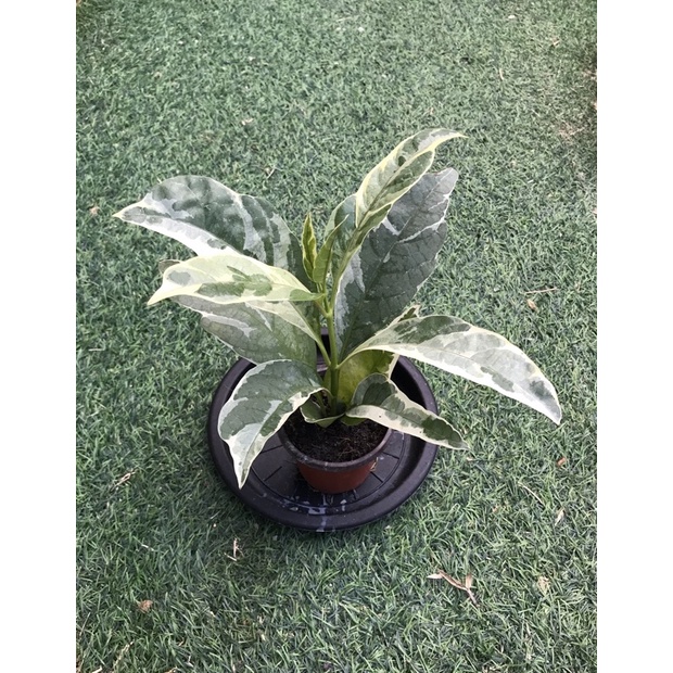 The Real Life Plant | Anak Pokok Hidup Indoor & Outdoor. | Shopee Malaysia