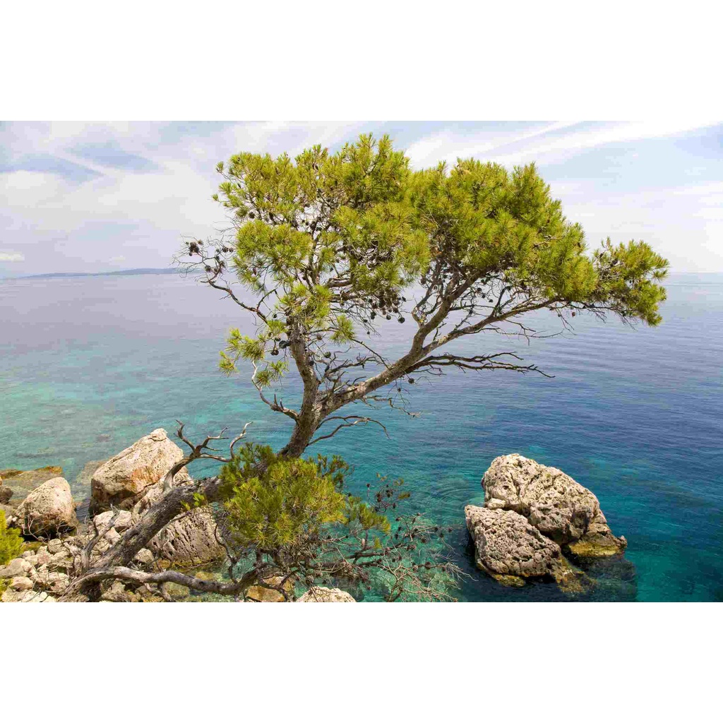 Aphermate (5ml, 10ml, 20ml) | Shopee Malaysia