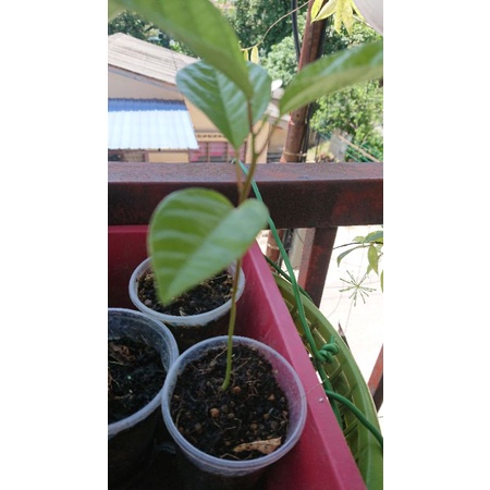 ANAK POKOK MARKISAH MERAH/RED PASSION FRUIT | Shopee Malaysia