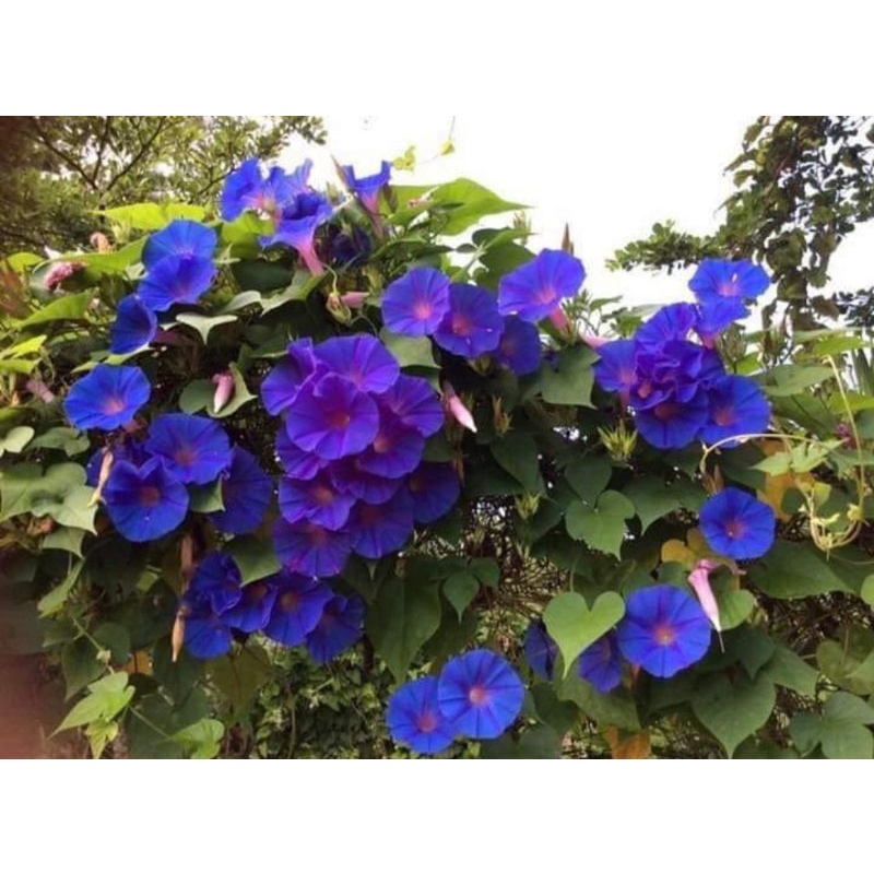 Pokok Bunga Morning Glory menjalar biru putih kuning memanjat vine ...