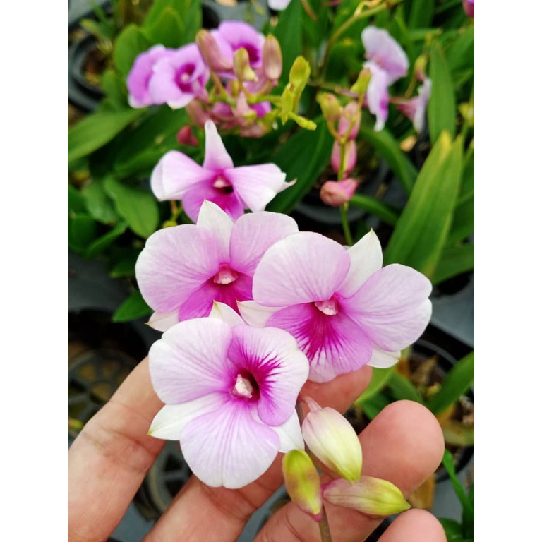 Pokok Bunga Orkid Mini Dendrobium | Shopee Malaysia