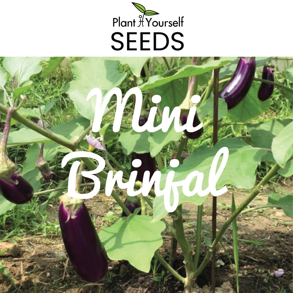 SEEDS Mini Brinjal / 小茄子 / Terung Pendek (20 seeds | 0.4g | 1.2g ...