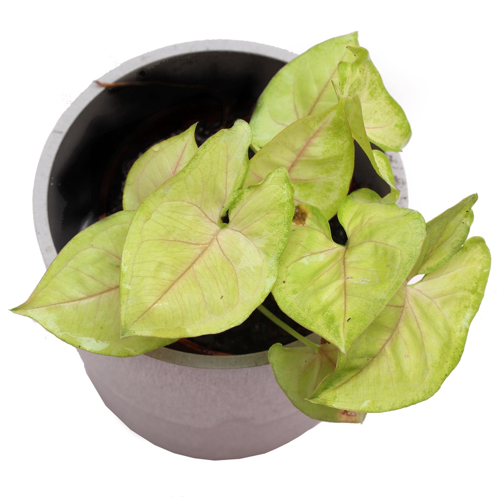 SYNGONIUM GOLDEN ALLUSION INDOOR PLANT | Shopee Malaysia