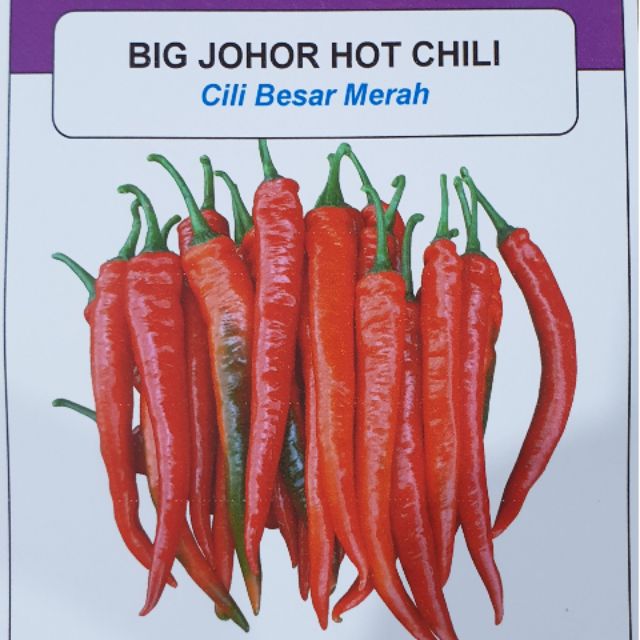 BENIH CILI BESAR KULAI (35 Biji) | Shopee Malaysia