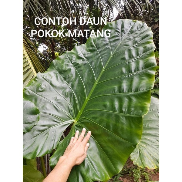 Pokok Keladi Gajah Jumbo.. | Shopee Malaysia