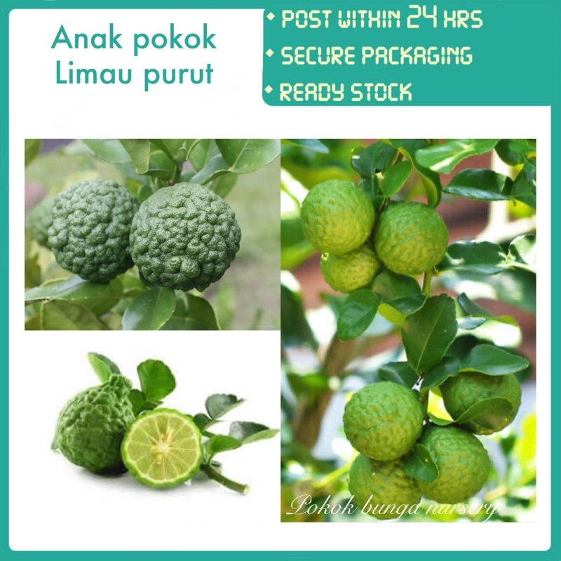 PBN - anak pokok limau purut - kaffer lime pokok bunga nursery cepat ...