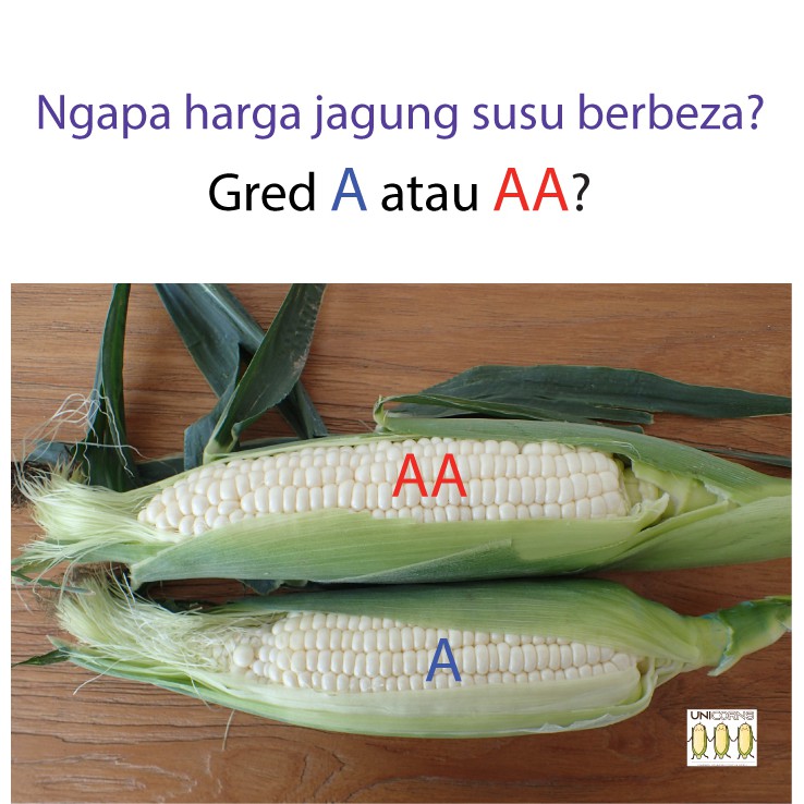 Fresh White Sweet Corn from Cameron 6PCs 金马仑新鲜牛奶玉米 (Grade A) | Shopee ...