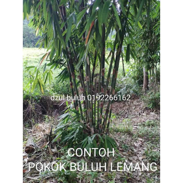 BENIH POKOK BULUH LEMANG - RM19 | Shopee Malaysia