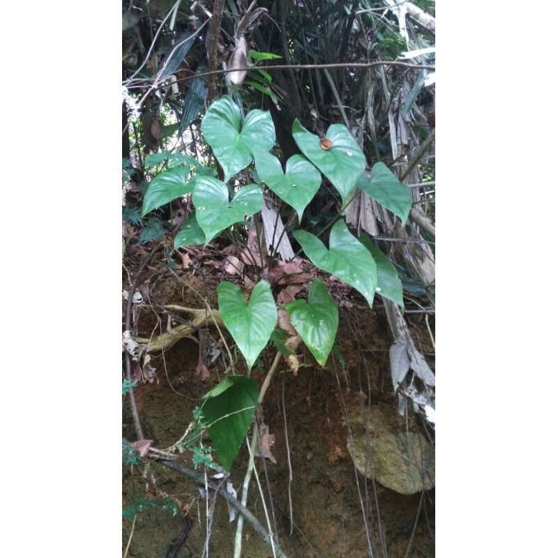 Homalomena Sagittifolia (green) / Pokok Keladi Kemoyang Hijau | Shopee ...
