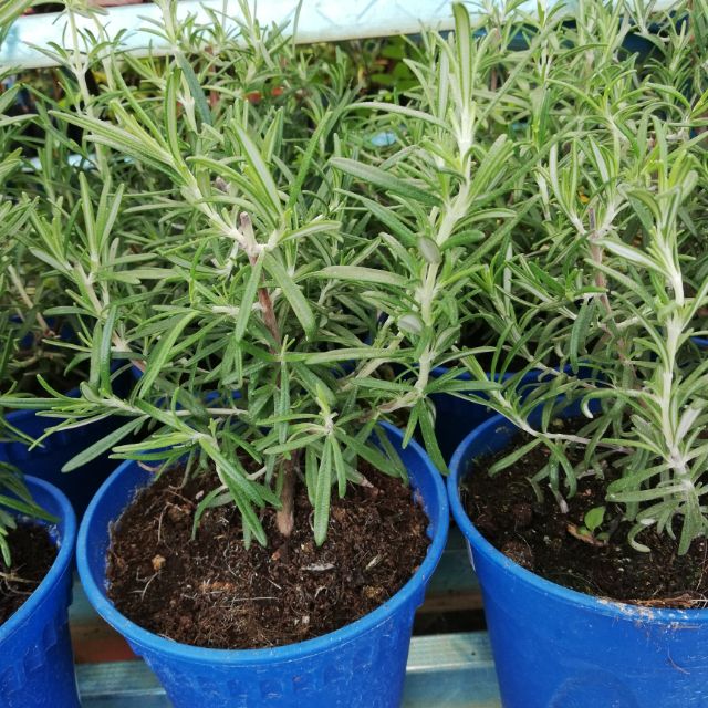 Pokok rosemary (Rosmarinus officinalis ) | Shopee Malaysia