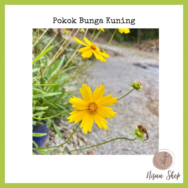 POKOK BUNGA KUNING (READY STOCK) | Shopee Malaysia