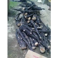 Tongkat Ali Hitam Polyalthiabullata | Shopee Malaysia