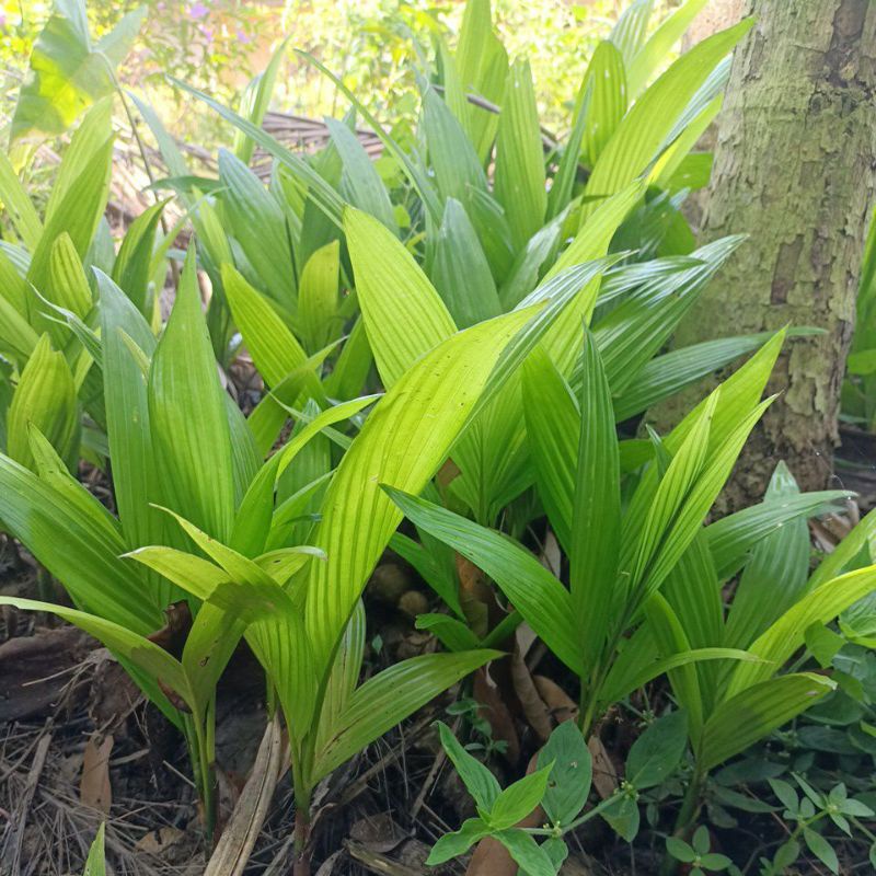 Anak pokok Pinang 1 pokok | Shopee Malaysia