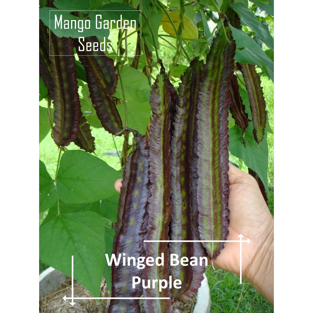 Purple Winged Bean Seeds - 5 Seed *Pot Friendly* Tanam Pasu, Benih ...