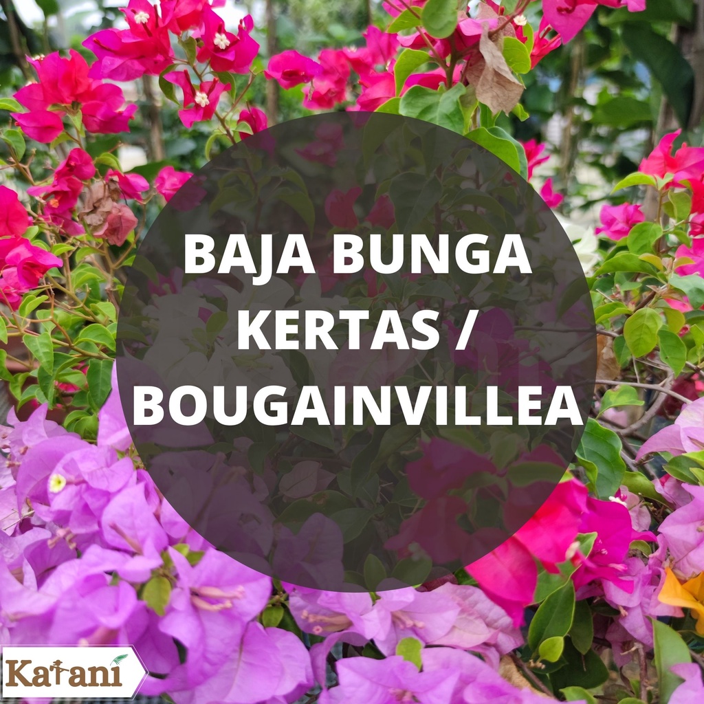 Baja Bunga Kertas / Fertilizer for Bougainvillea / 九重葛肥 | Shopee Malaysia