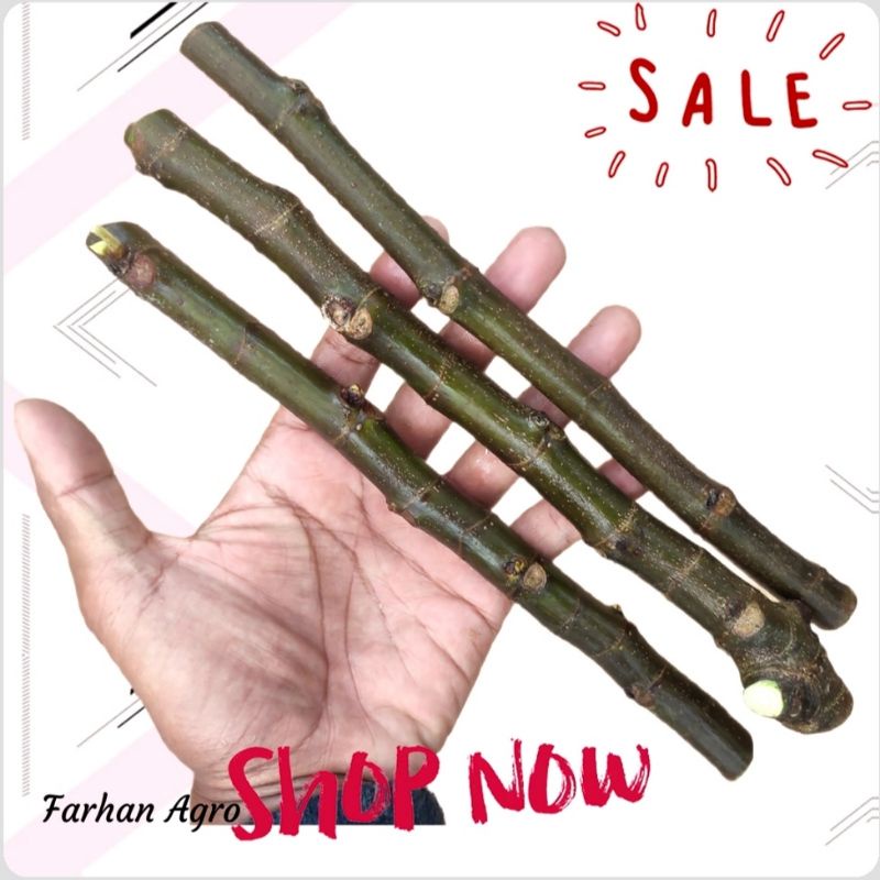 Keratan pokok Tin 3 batang percuma 1/ cutting fig variety black jack ...