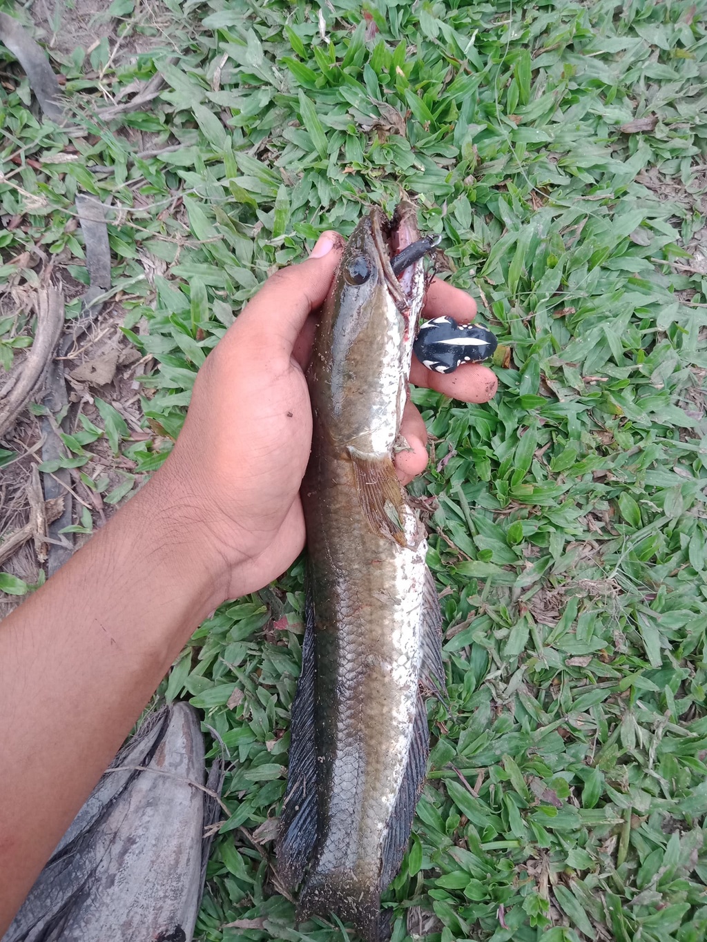 EXP Mexi 20 Soft Rubber Frog Umpan Haruan/Toman Bunga/Bujuk | Shopee ...