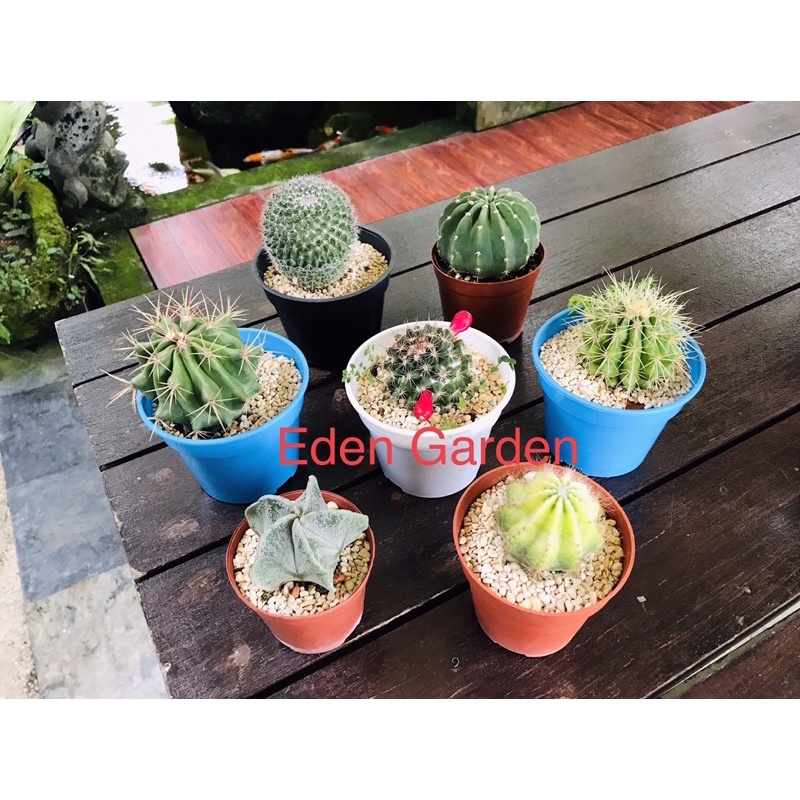 Cactus ( indoor & outdoor ) | Shopee Malaysia