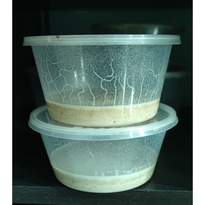 Microworm live food for fish fry (ready stock) | Shopee Malaysia