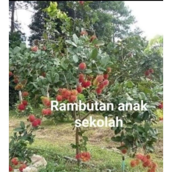 Rambutan Anak Sekolah / Pokok Kawin | Shopee Malaysia