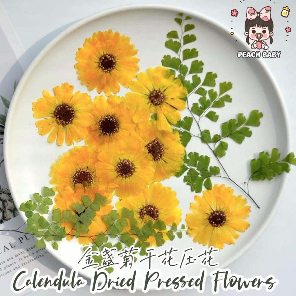 6pcs Calendula Dried Pressed Flowers Dried Flower Epoxy Resin Ab Glue ...