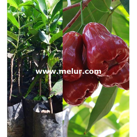 MKT - Anak Pokok Jambu Madu Merah / Jambu manis buah merah / Anak Pokok ...
