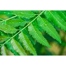 DAUN SEMAMBU SEGAR | FRESH NEEM LEAVES | VEPPILAI (300GM) | Shopee Malaysia