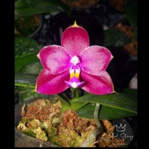 Phalaenopsis Chong Lee Har × Phal Ld's Bear queen (Red) | Shopee Malaysia