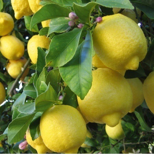 10pcs Lemon Seeds Heirloom Garden Tree Outdoor Fruit Indoor Rare ...