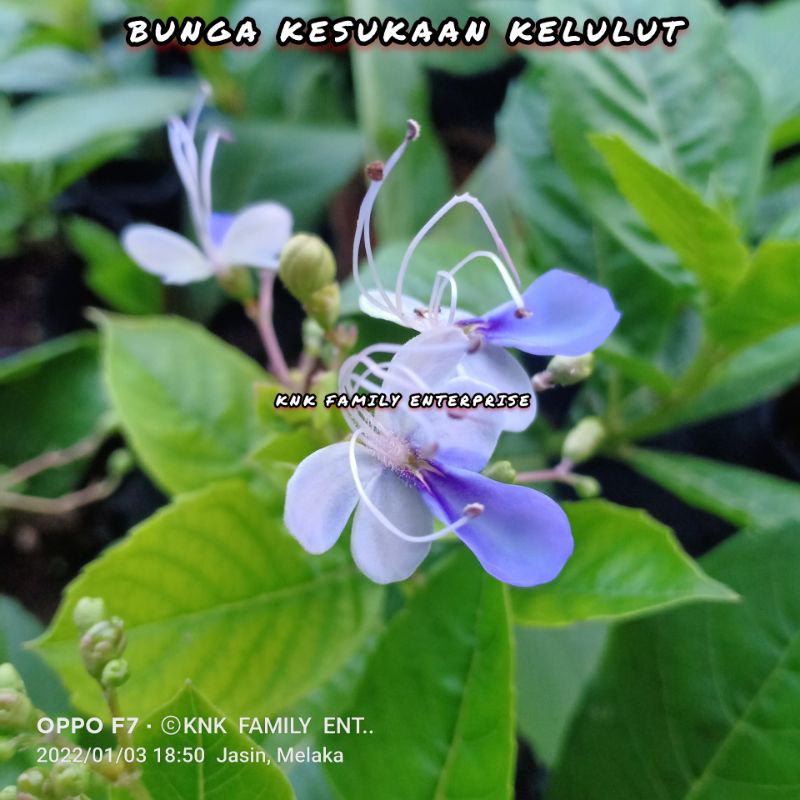 POKOK BUNGA KESUKAAN KELULUT | Shopee Malaysia