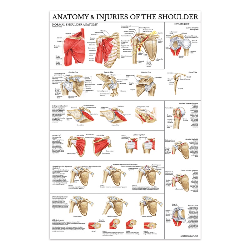 Human Body Picture Medical Education Wall Art Poster Human Anatomy ...